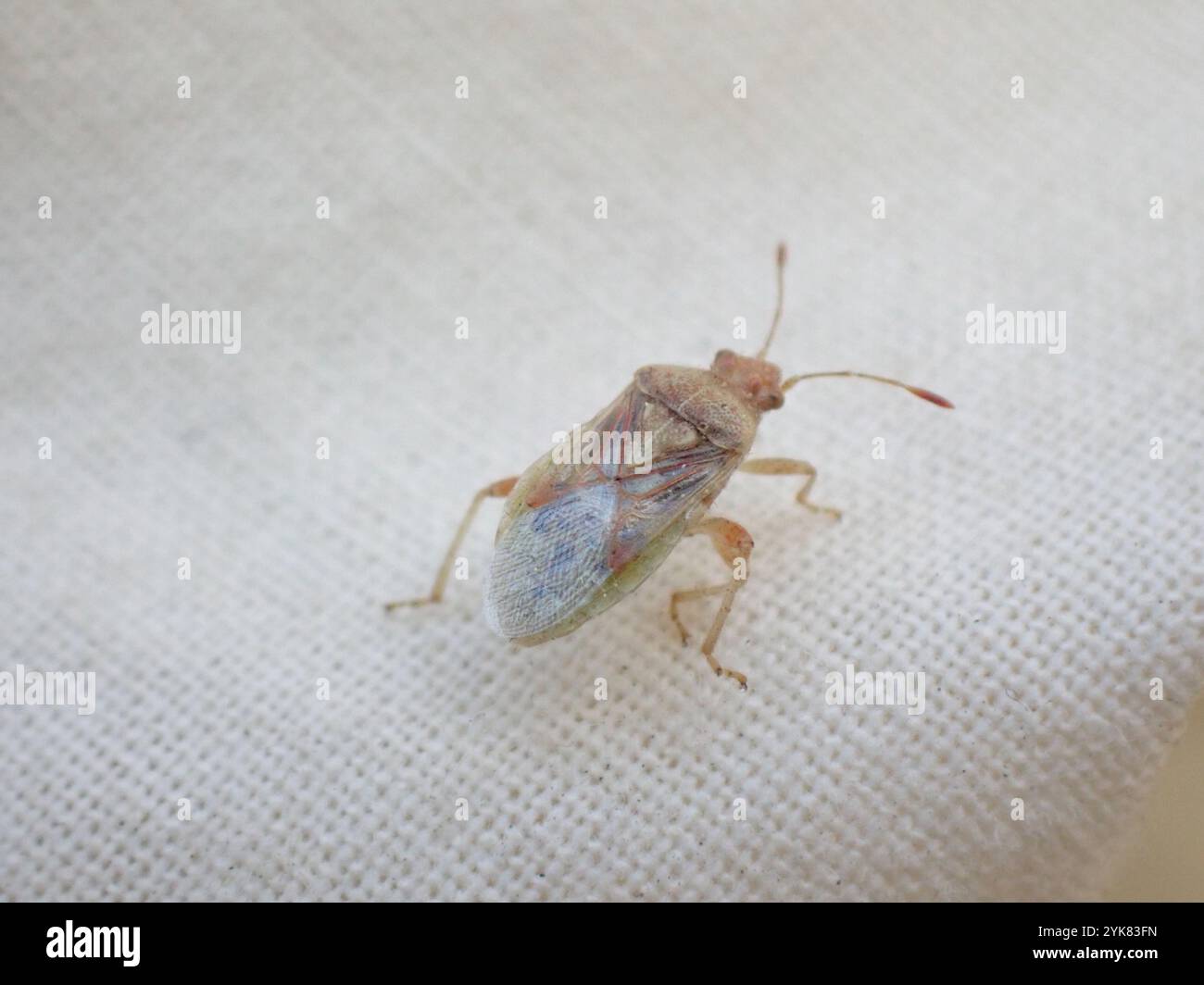 True Bugs (Heteroptera Stock Photo - Alamy