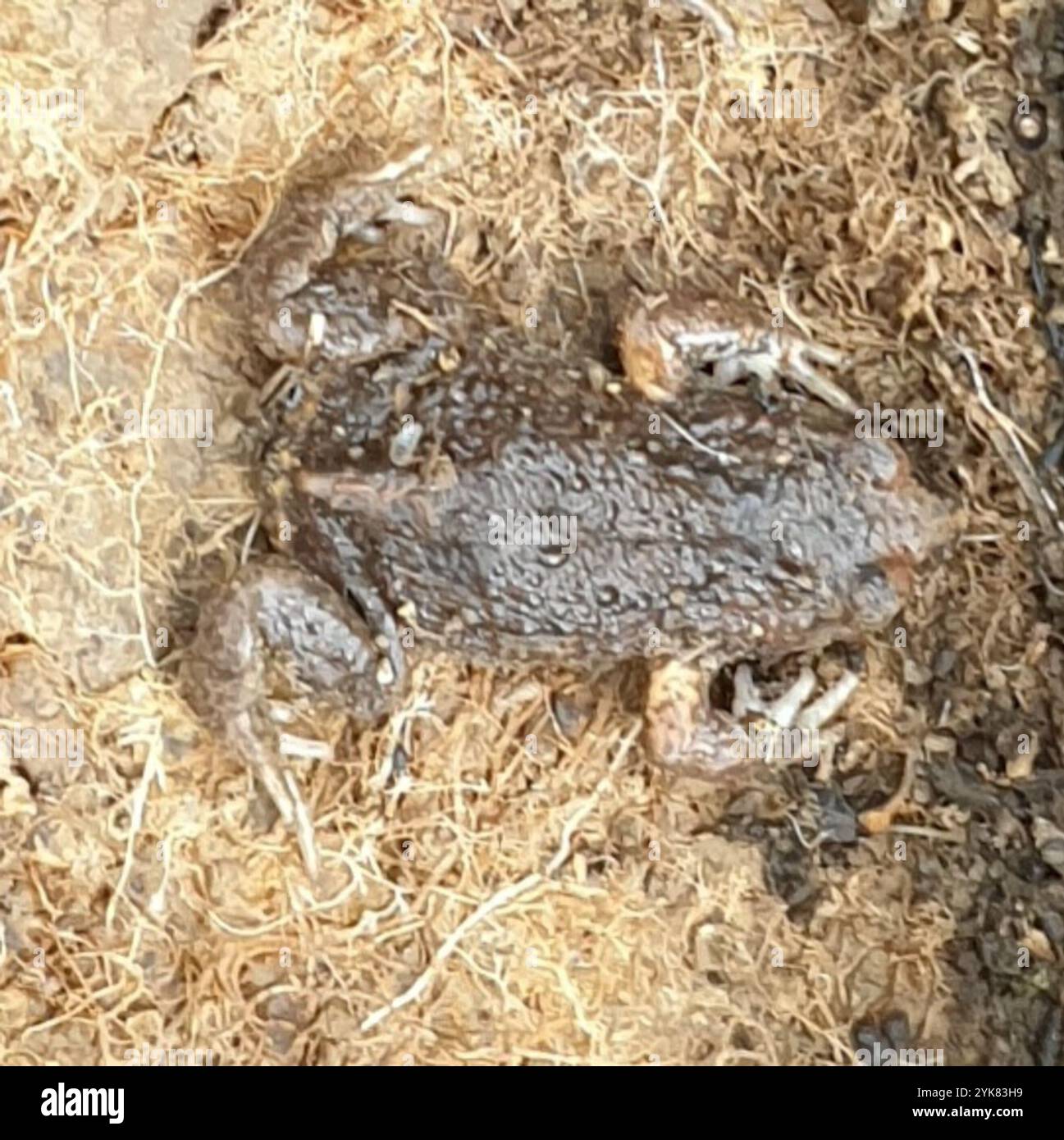 Brood frog hi-res stock photography and images - Alamy