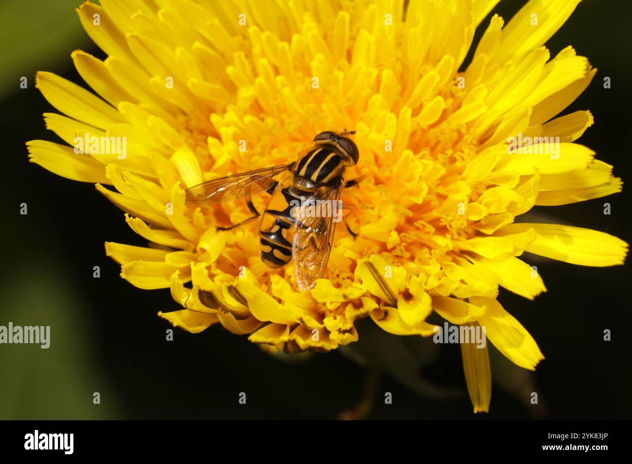 Sun Fly (Helophilus pendulus Stock Photo - Alamy