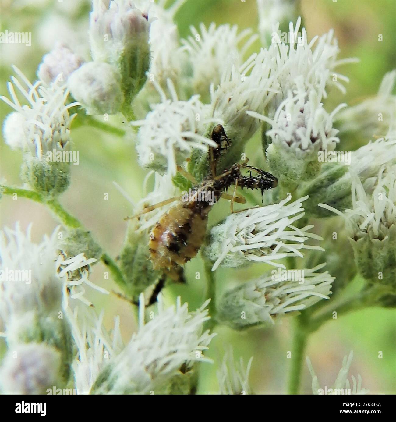 Sinea spinipes hi-res stock photography and images - Alamy