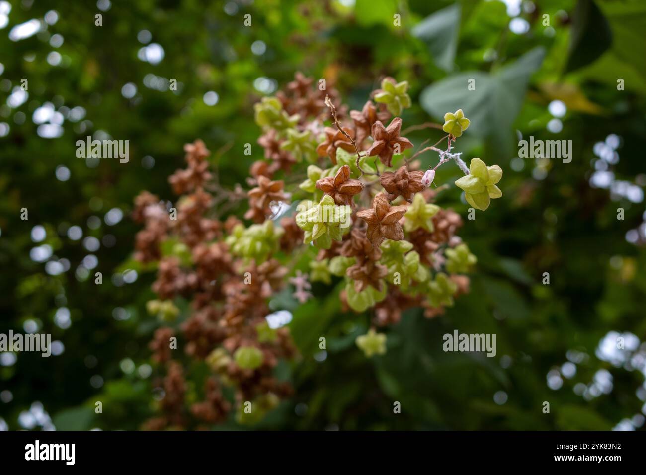 Tahongai, guest tree, Kleinhovia hospita, known as Katimaha, Timoho ...