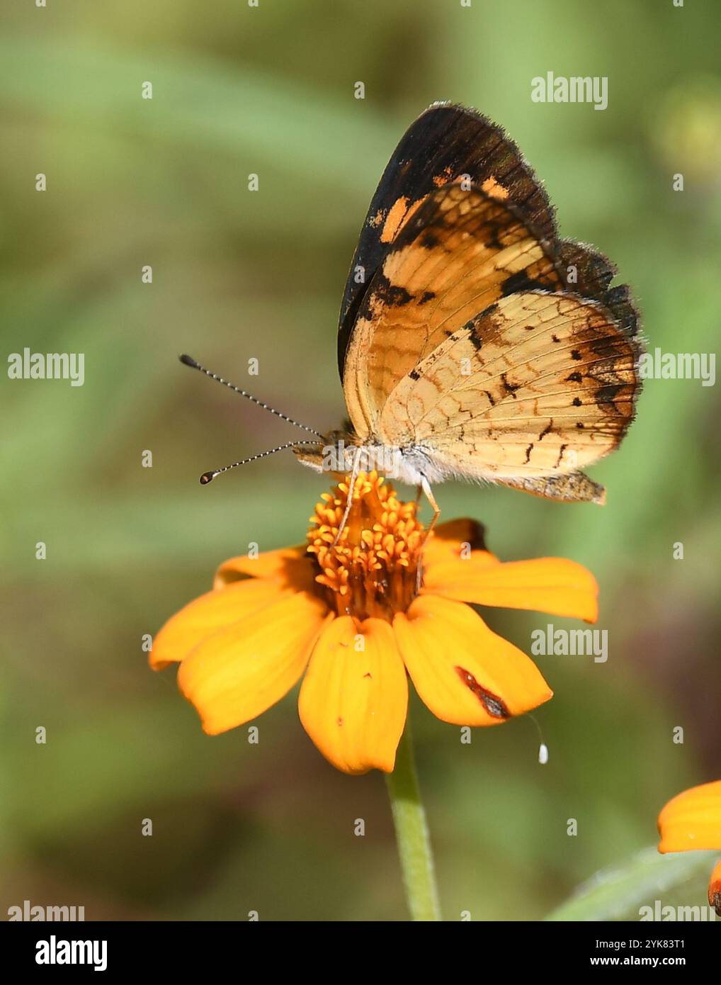 Pearl Crescent (Phyciodes tharos Stock Photo - Alamy
