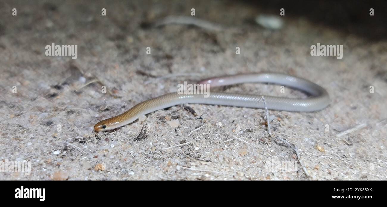 Mallee Worm-lizard (Aprasia inaurita Stock Photo - Alamy