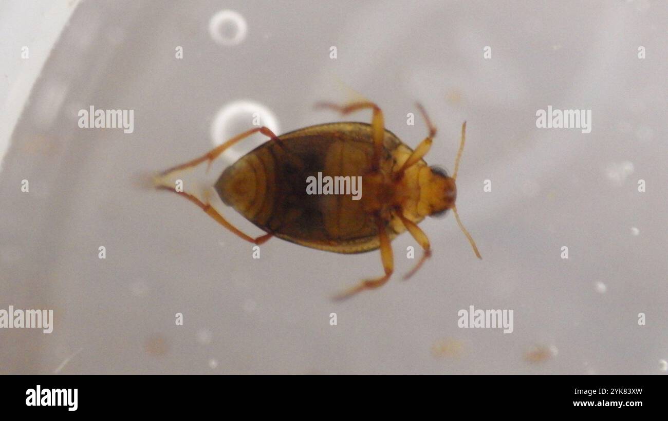 Haliplus hi-res stock photography and images - Alamy