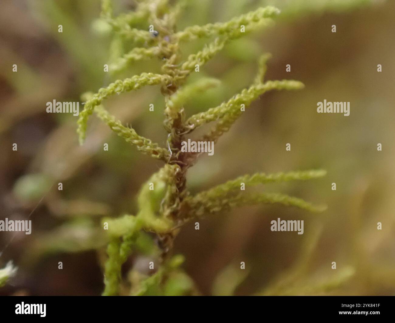 Bolander's claopodium moss (Claopodium bolanderi Stock Photo - Alamy