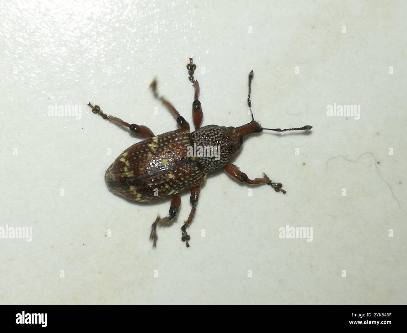 Purple Loosestrife Root Borer (Hylobius transversovittatus Stock Photo ...