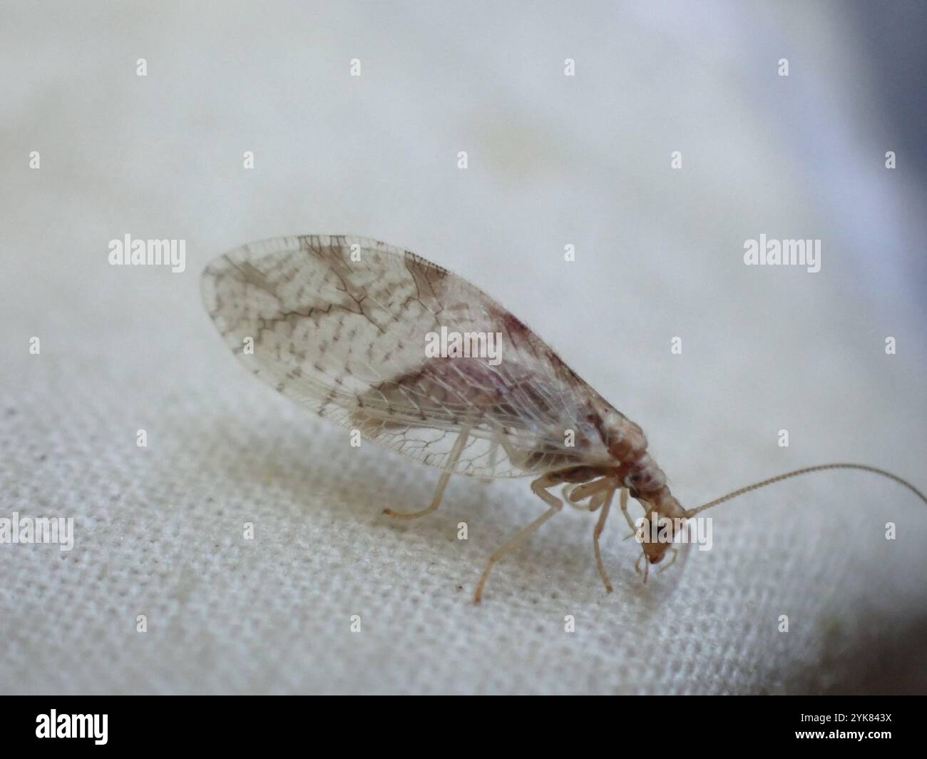 Micromus hi-res stock photography and images - Alamy