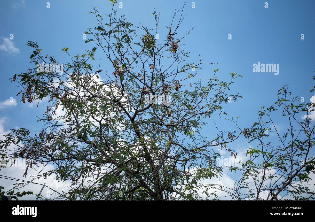 Tamarind (Tamarindus indica) green canopy, with blue sky background ...