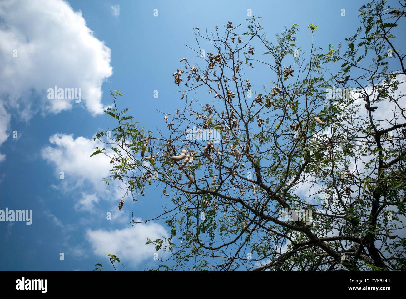 Tamarind (Tamarindus indica) green canopy, with blue sky background ...