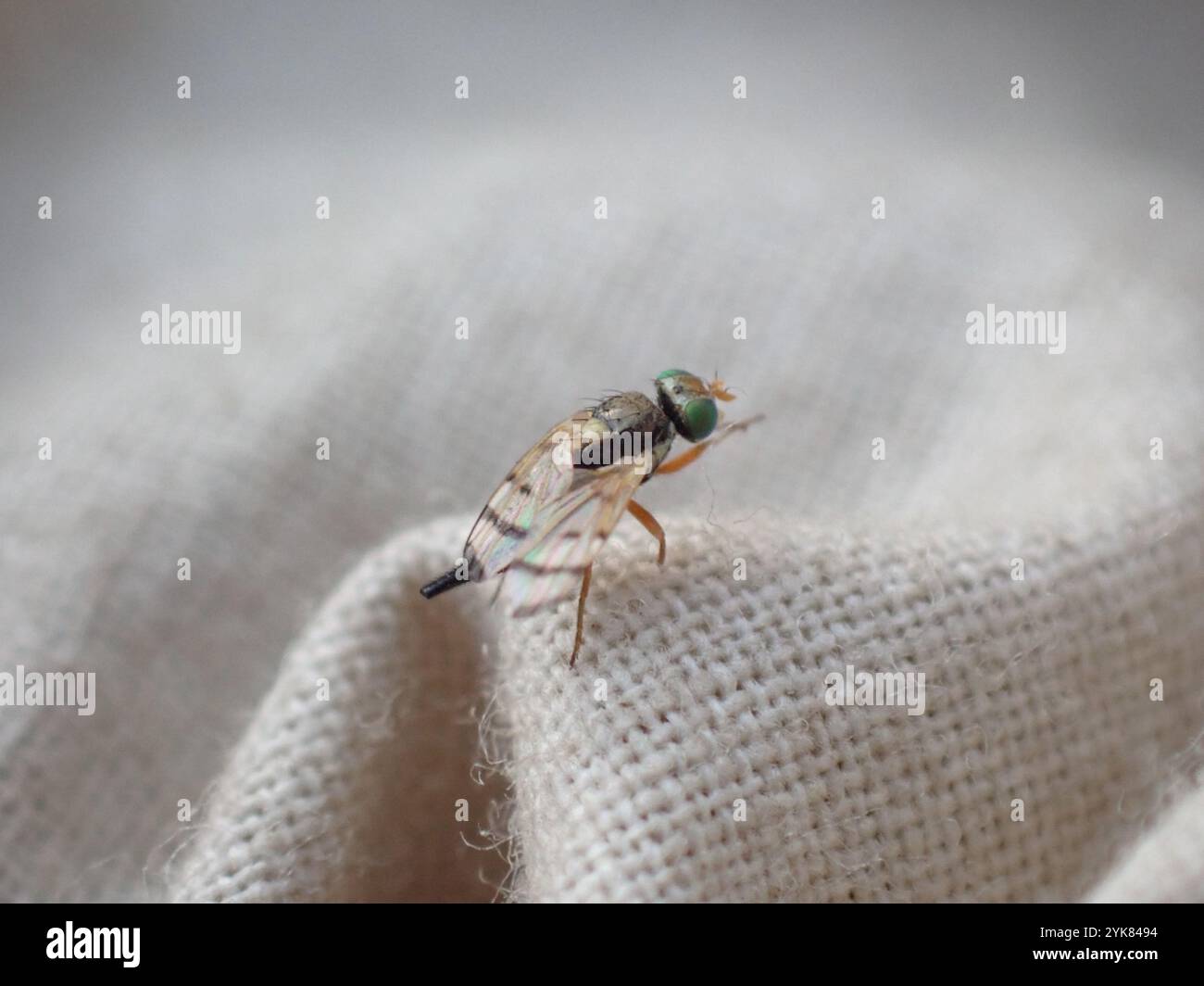 Knapweed Gall Fly (Urophora affinis Stock Photo - Alamy