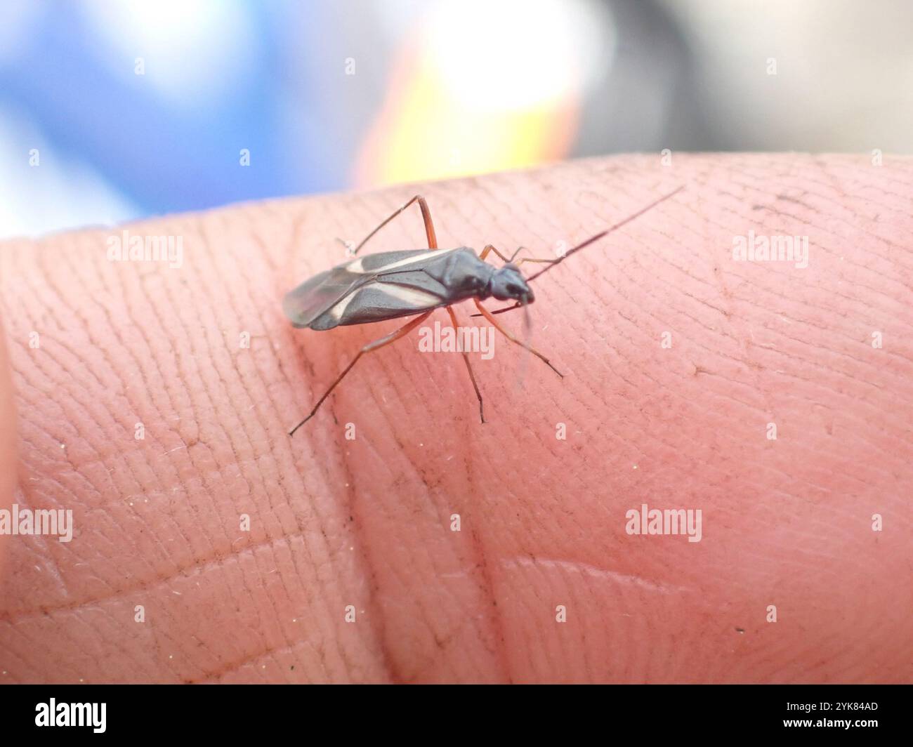 True Bugs (Heteroptera Stock Photo - Alamy