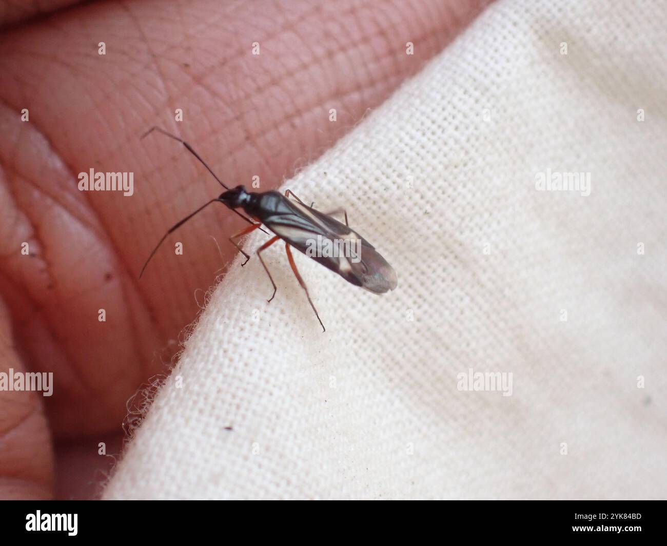 True Bugs (Heteroptera Stock Photo - Alamy