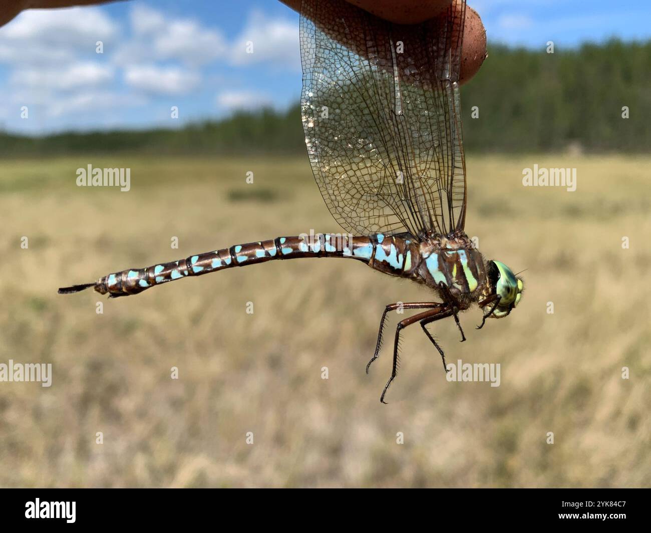 Subarctica hi-res stock photography and images - Alamy