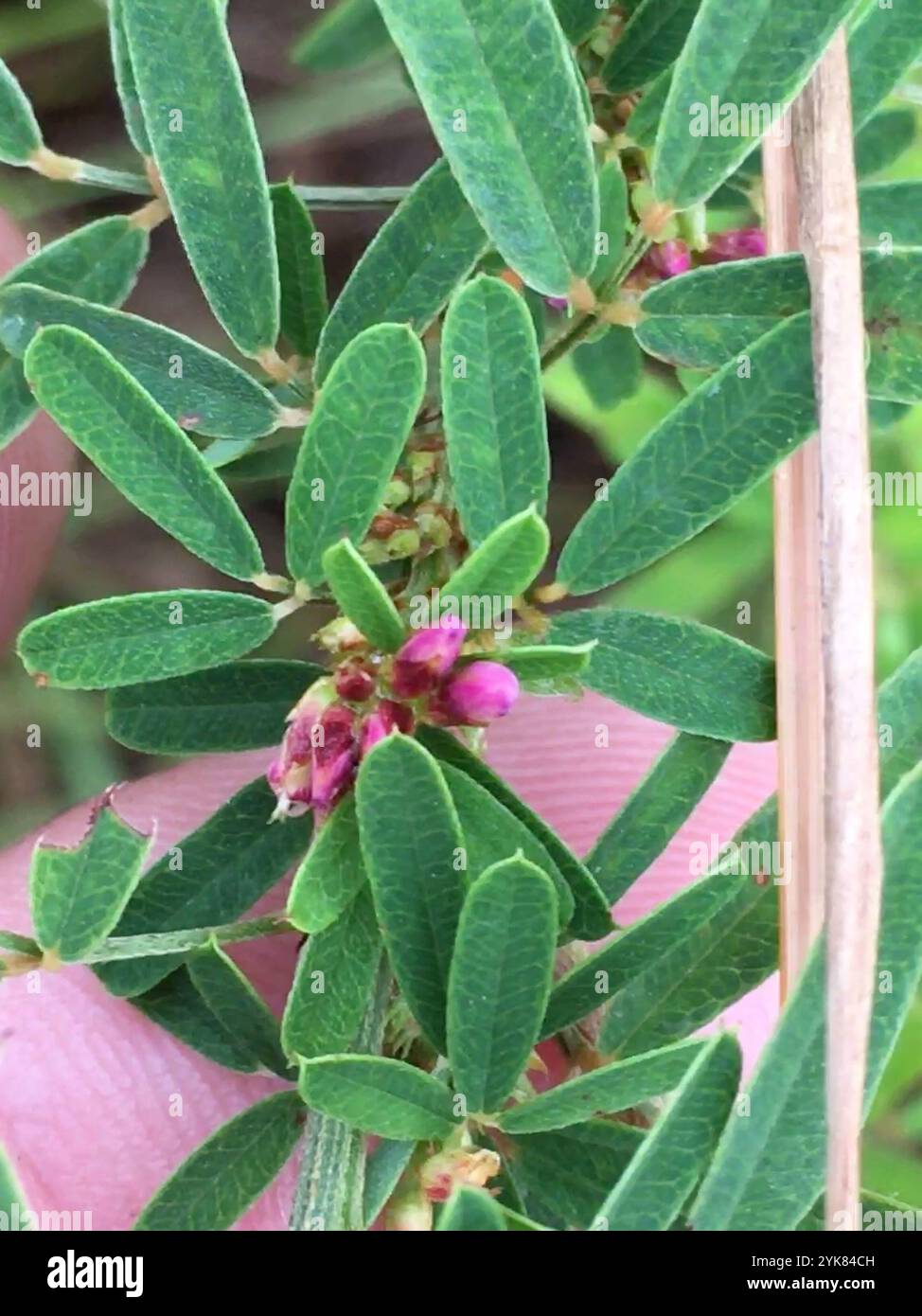 slender bush clover (Lespedeza virginica Stock Photo - Alamy
