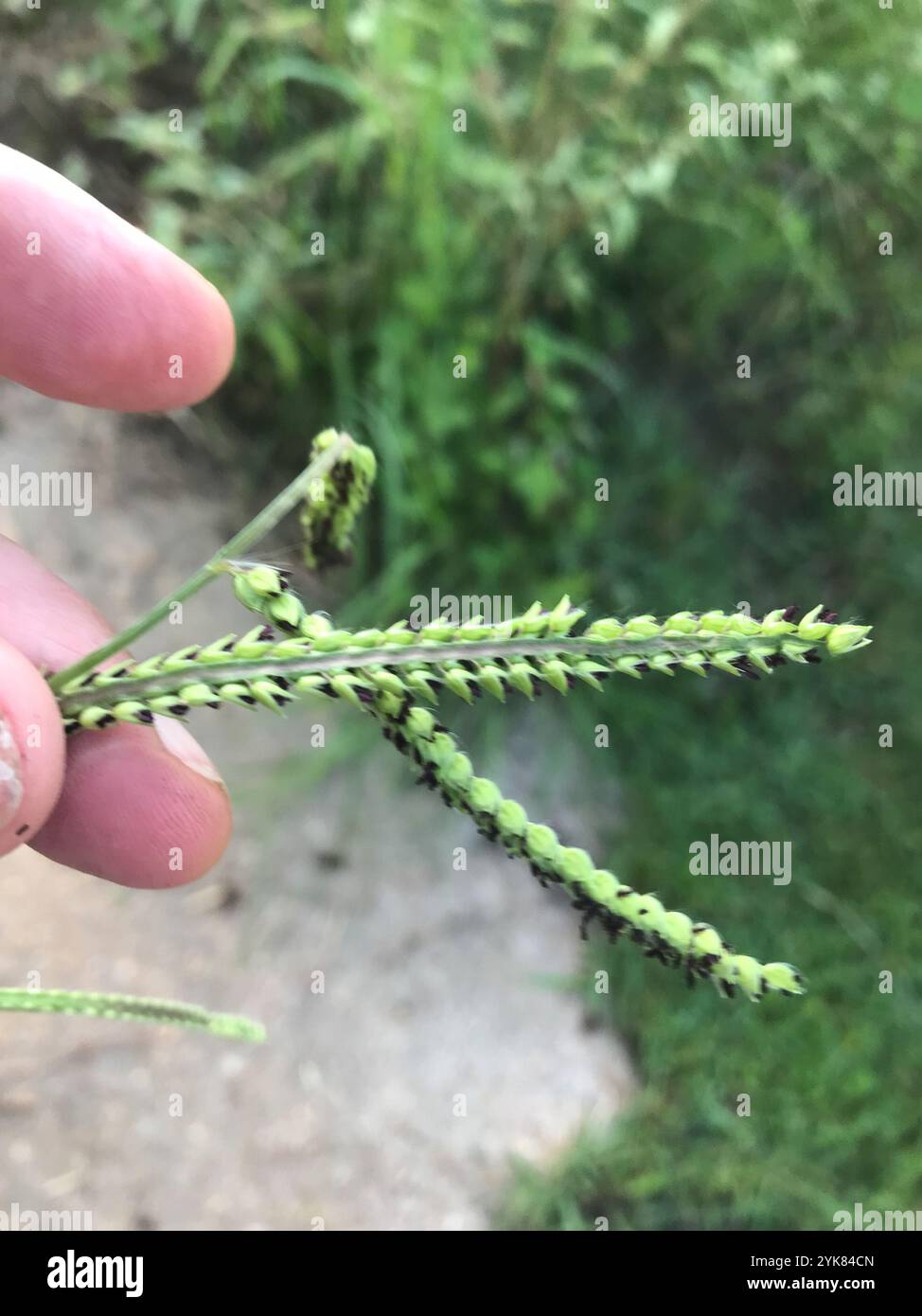 Dallis grass (Paspalum dilatatum Stock Photo - Alamy