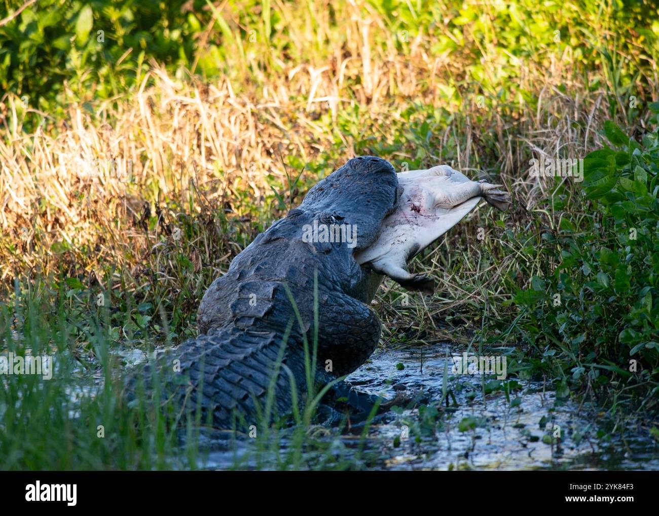 Florida softshell alligator hi-res stock photography and images - Alamy