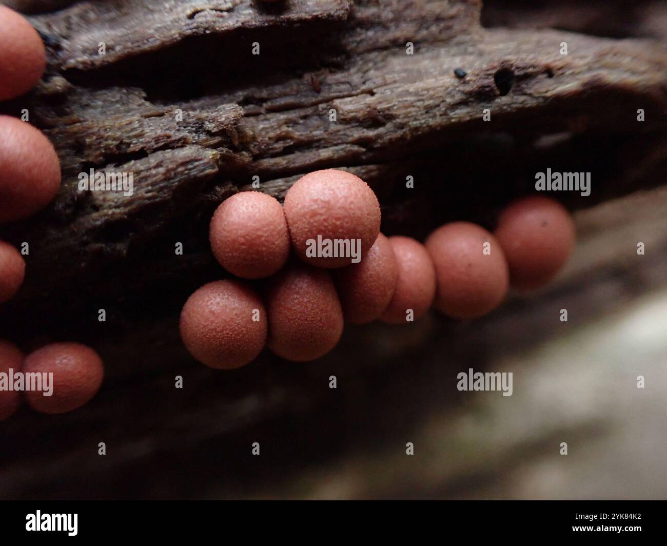 Wolf's Milk (Lycogala epidendrum Stock Photo - Alamy