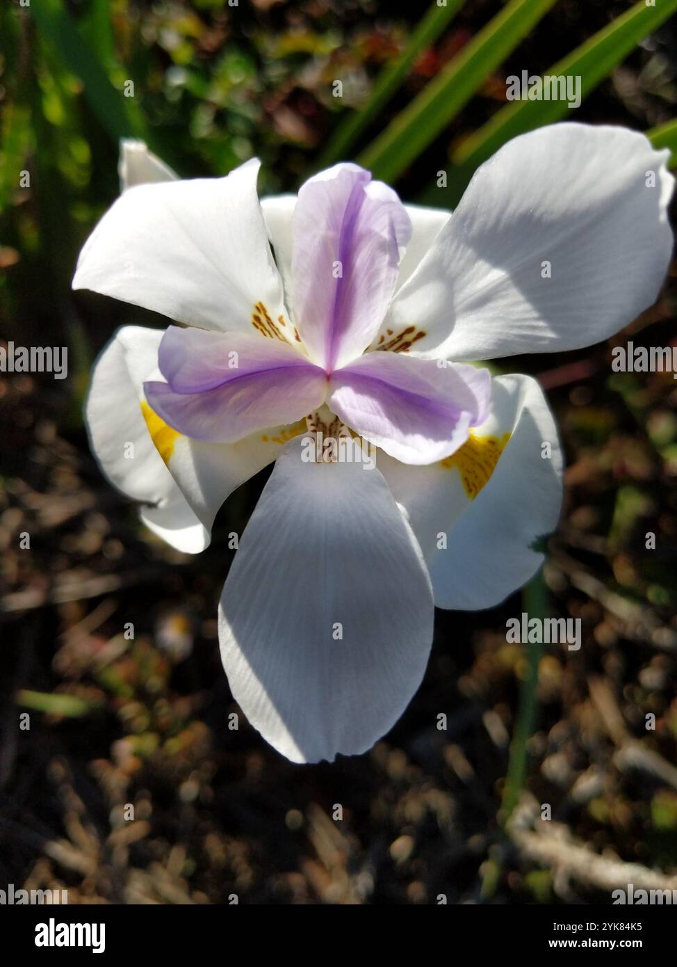Large Fortnight Lily (Dietes grandiflora Stock Photo - Alamy