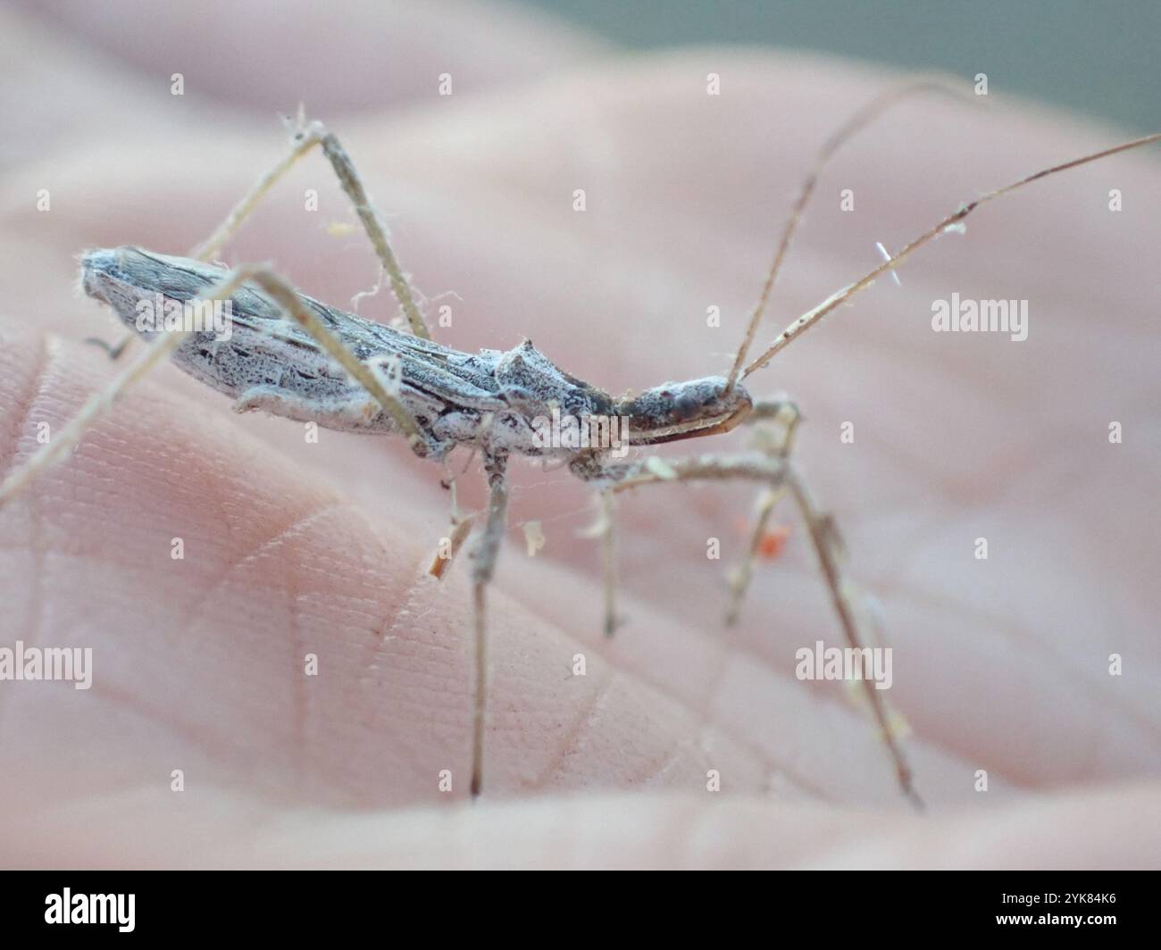 Four-spurred Assassin Bug (Zelus tetracanthus Stock Photo - Alamy Four-spurred Assassin Bug (Zelus tetracanthus Stock Photo - Alamy