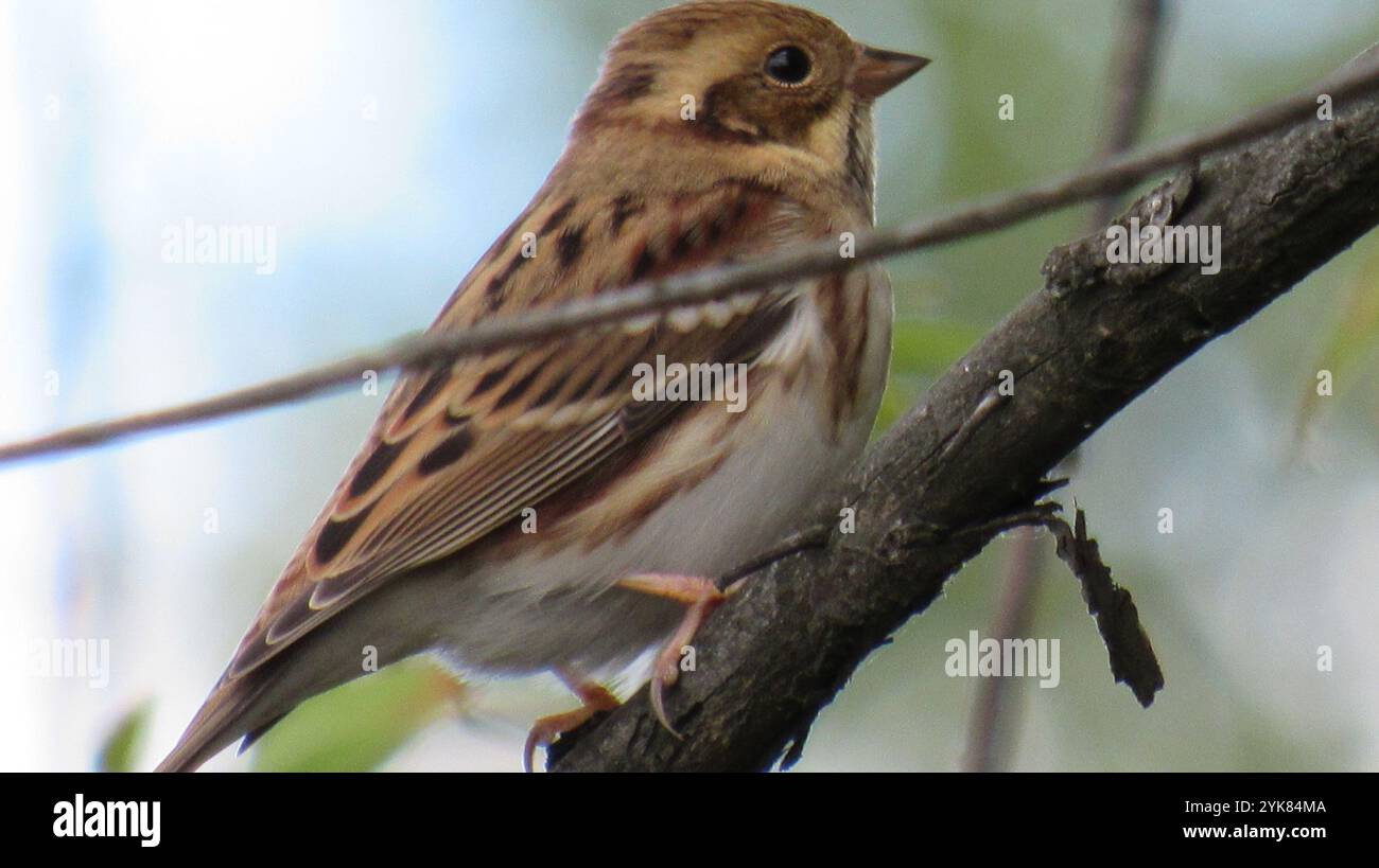 Emberiza rustica hi-res stock photography and images - Alamy