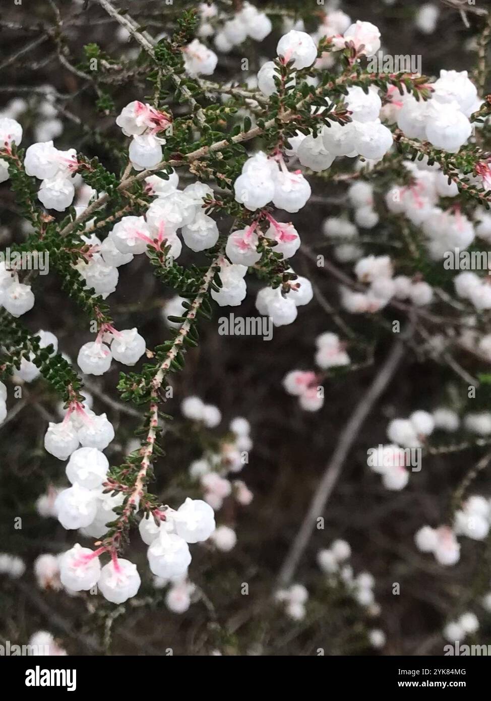 Stunning Heath (Erica formosa Stock Photo - Alamy