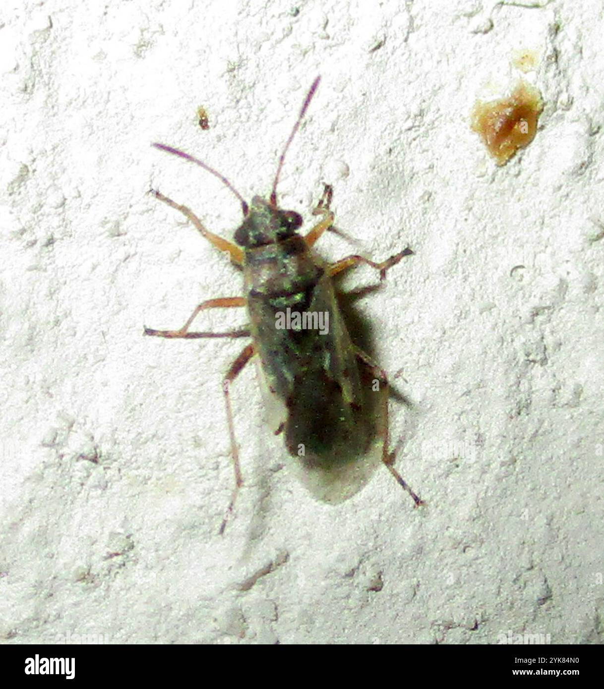 False chinch bugs (Nysius Stock Photo - Alamy