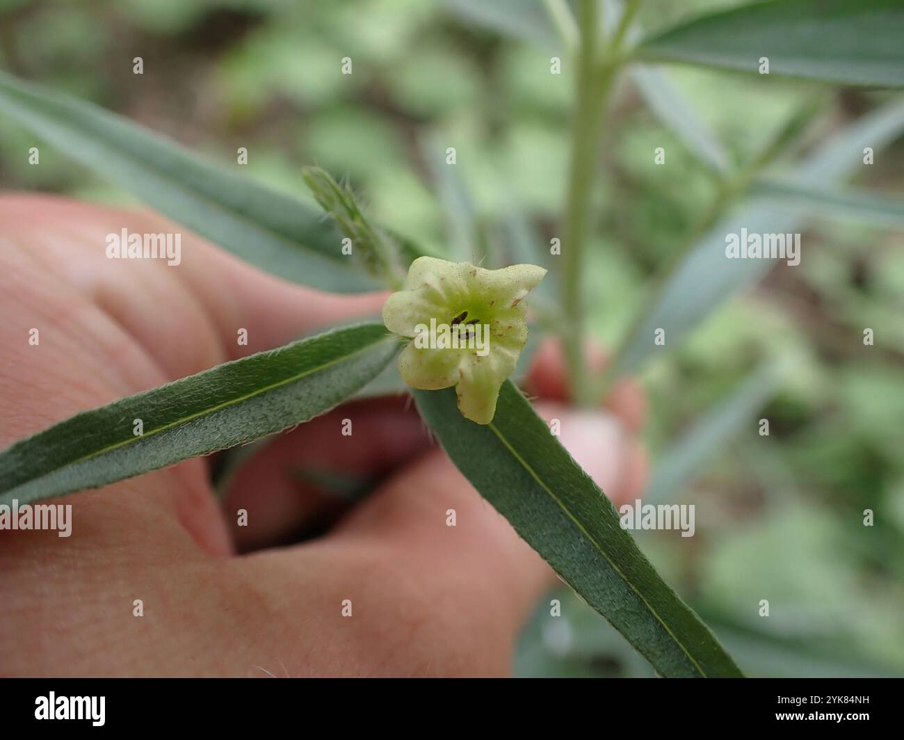 western stoneseed (Lithospermum ruderale Stock Photo - Alamy