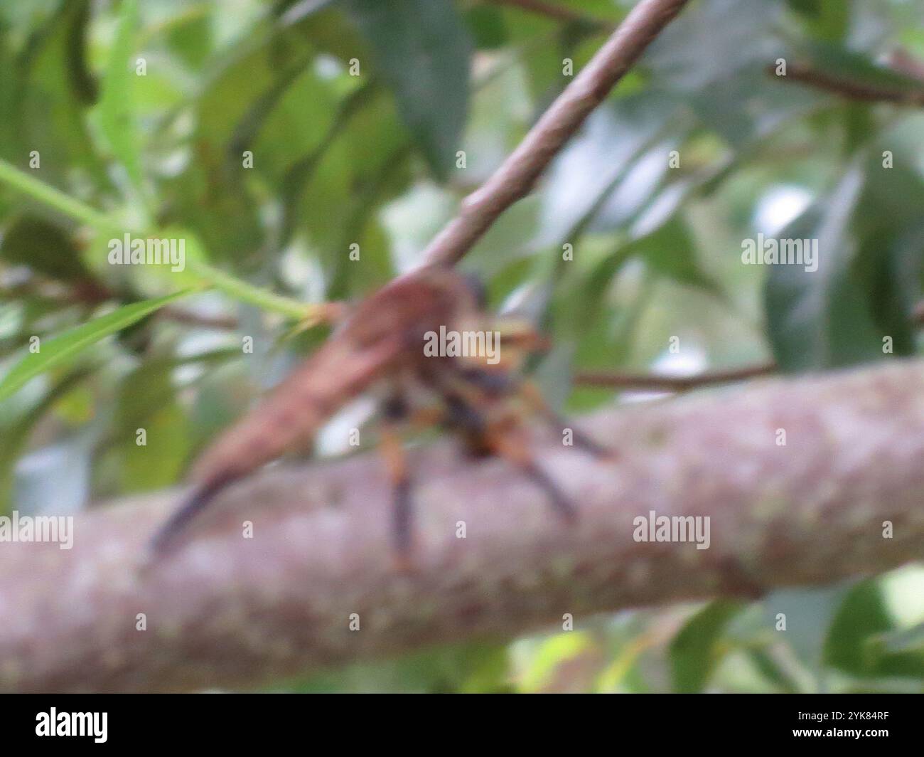 Red-footed Cannibal Fly (Promachus rufipes Stock Photo - Alamy