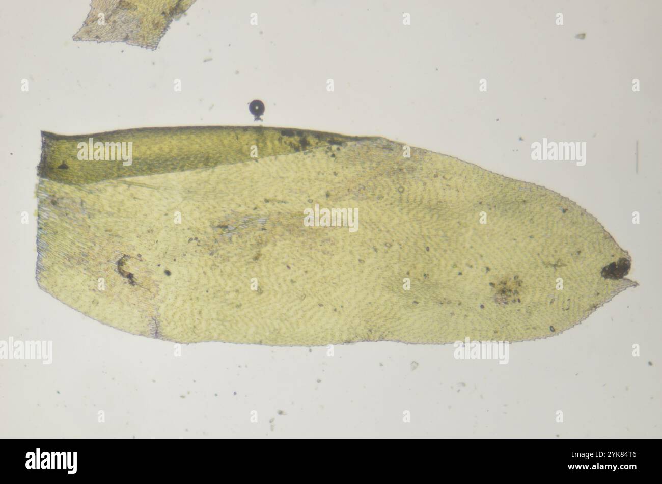 Neckera pennata hi-res stock photography and images - Alamy