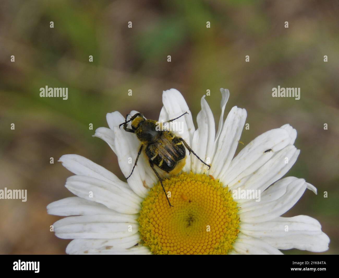 Bee-mimic Beetle (Trichiotinus assimilis Stock Photo - Alamy
