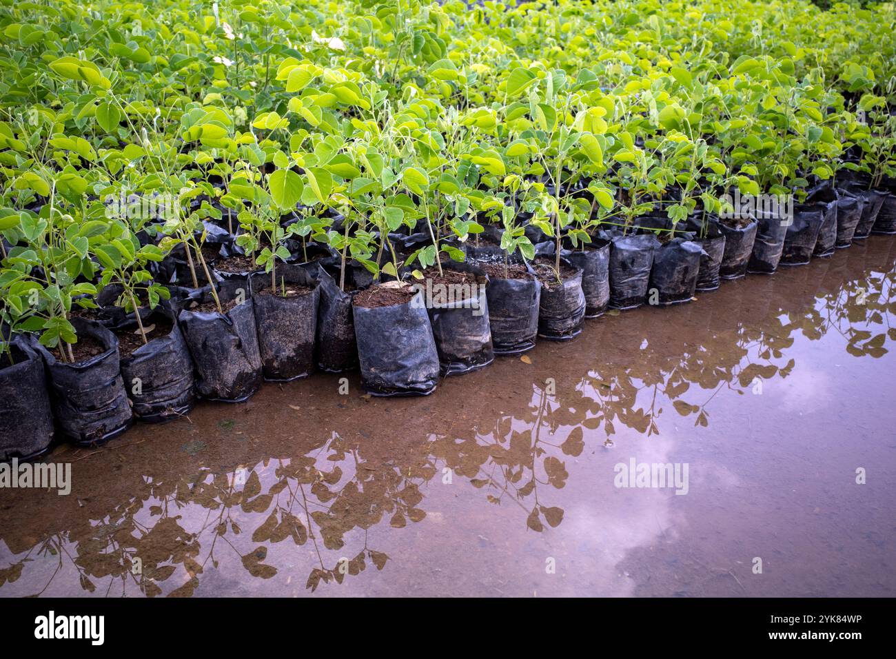 Trembesi (Samanea saman), the rain tree, Monkey pod tree seedlings ...