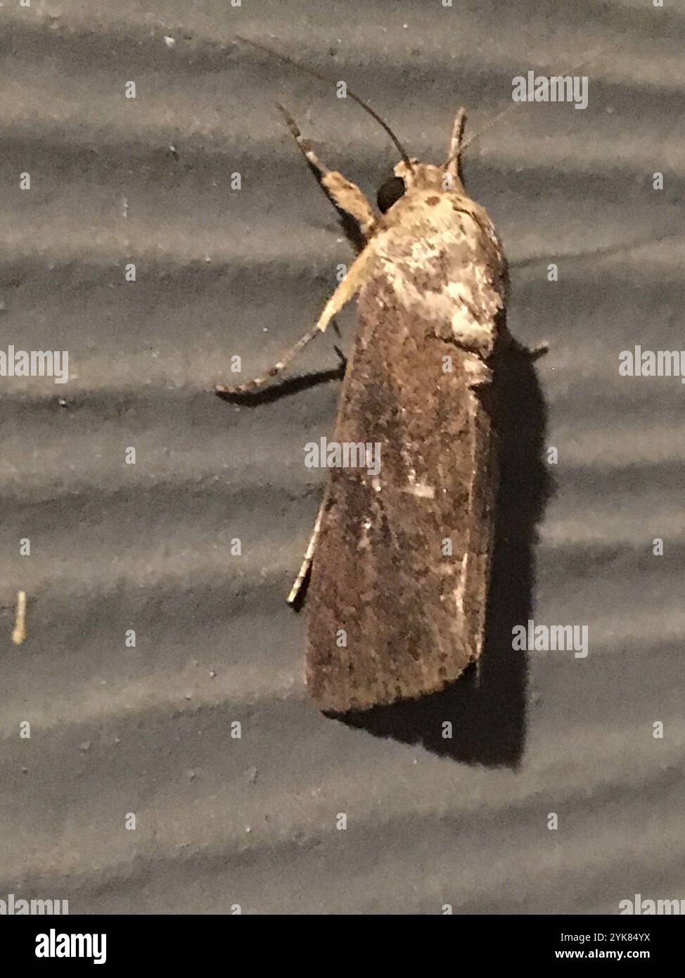 Fall Armyworm Moth (Spodoptera frugiperda Stock Photo - Alamy