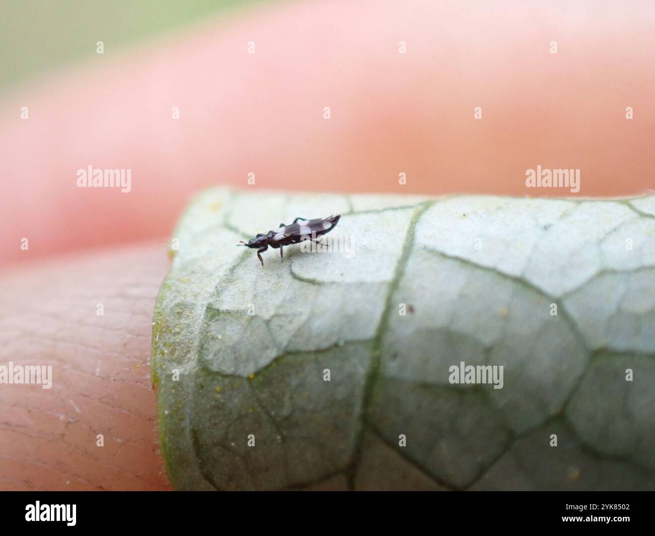 Aeolothrips hi-res stock photography and images - Alamy