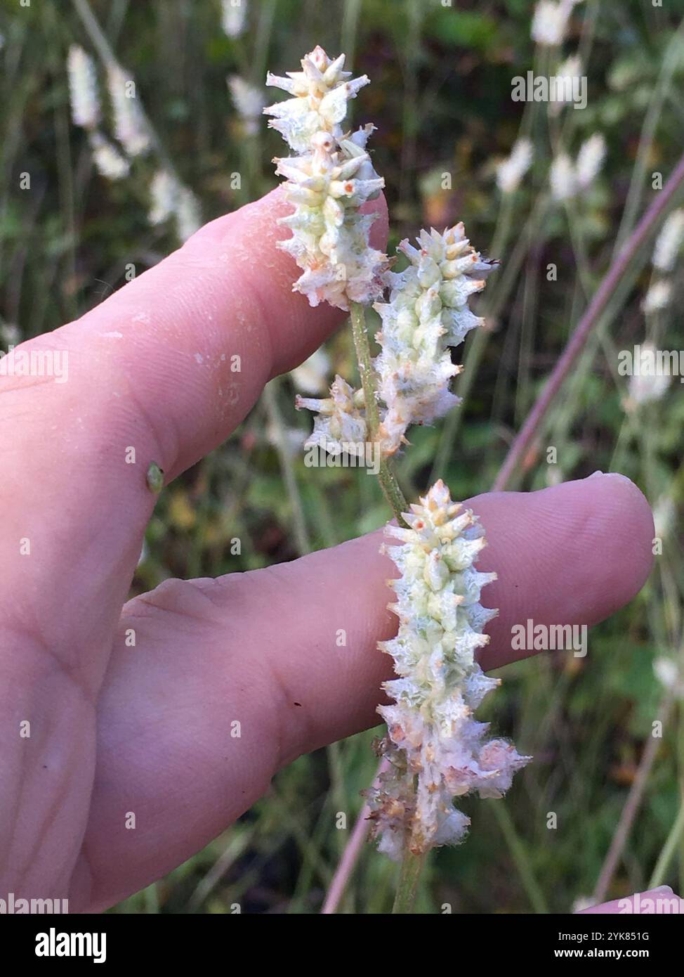 Plains Snakecotton (Froelichia floridana Stock Photo - Alamy