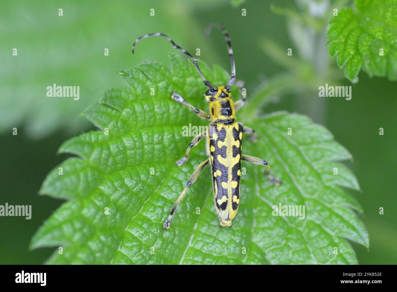 Saperda scalaris longhorn beetle hi-res stock photography and images ...