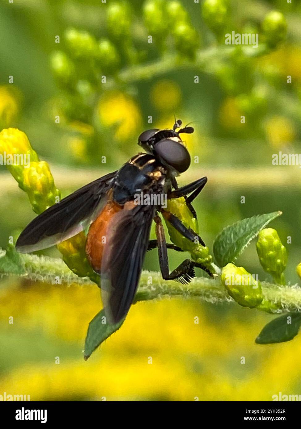 Feather-legged Flies (Trichopoda Stock Photo - Alamy