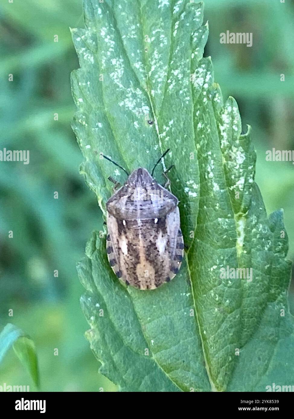 Eurygaster maura hi-res stock photography and images - Alamy