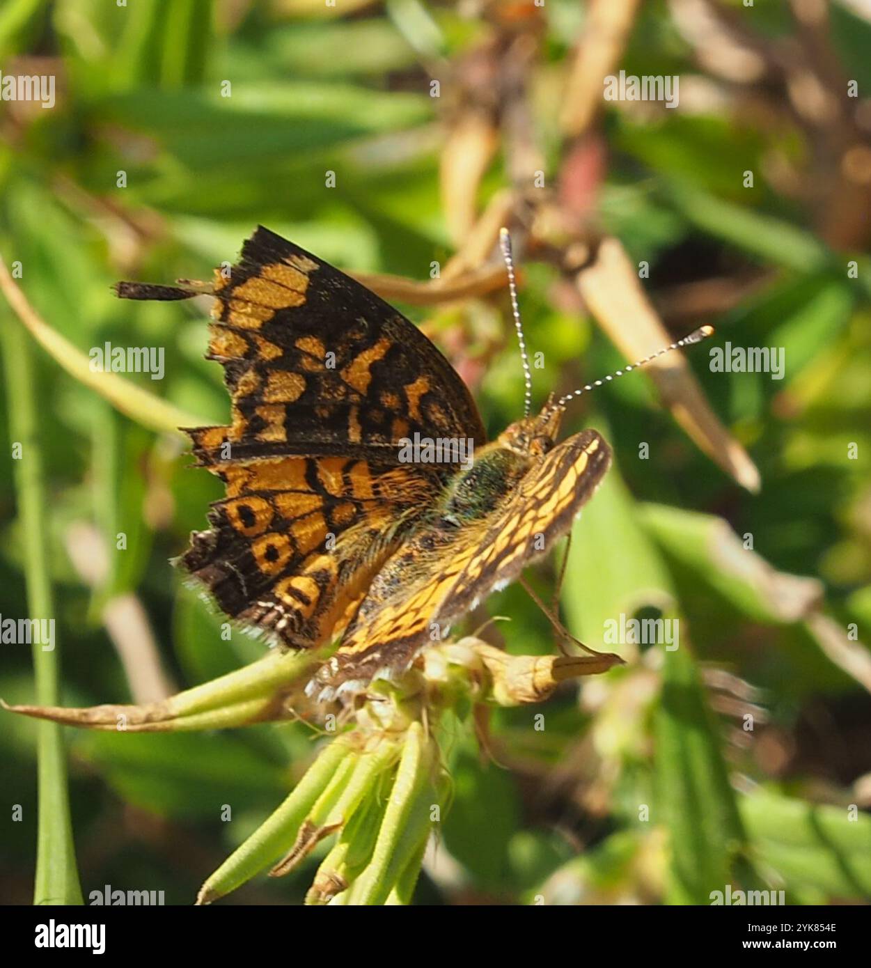 Pearl Crescent (Phyciodes tharos Stock Photo - Alamy
