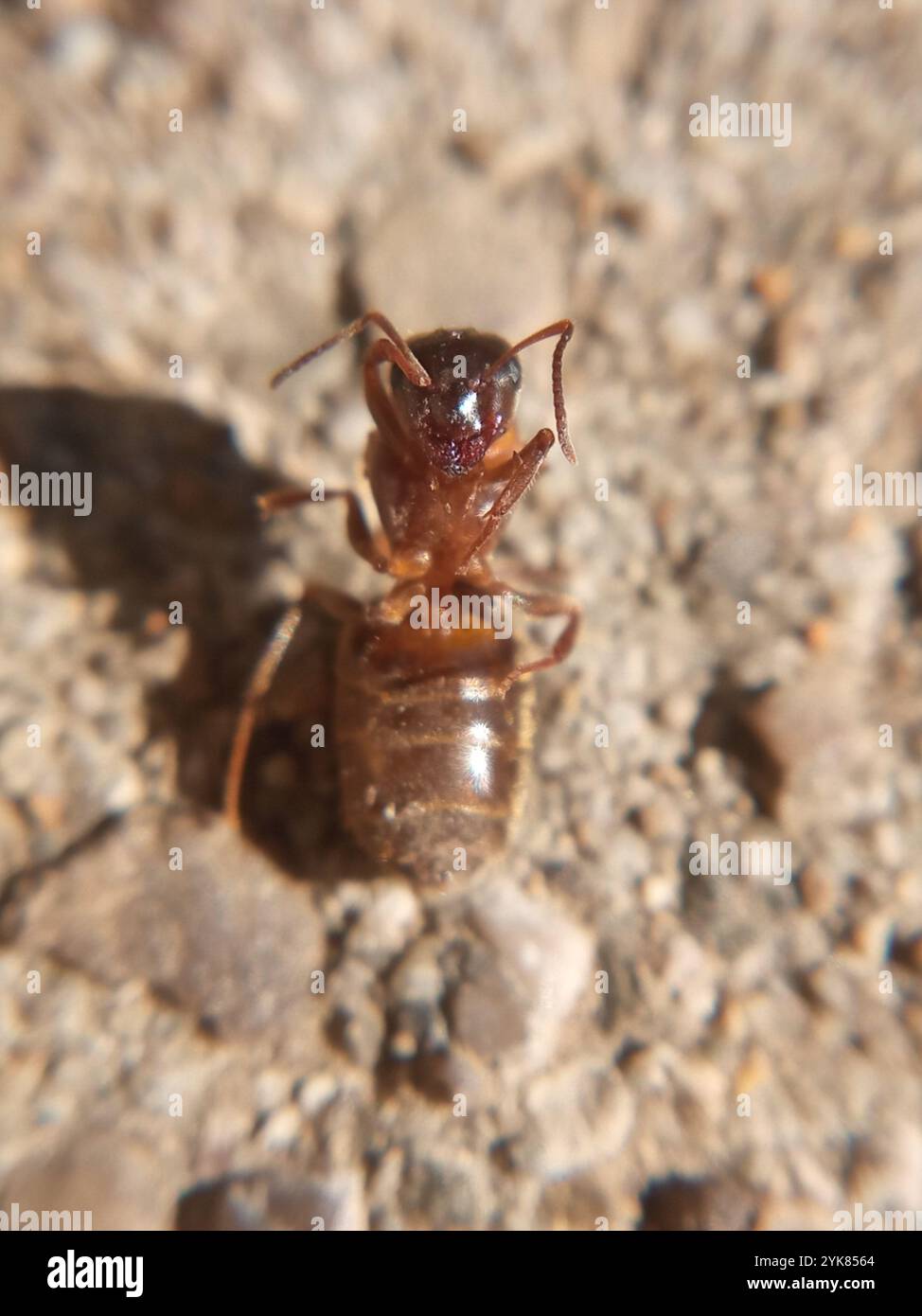 Lasius emarginatus hi-res stock photography and images - Alamy