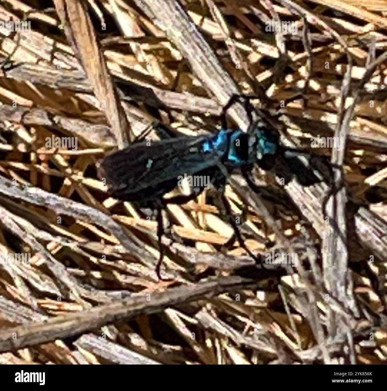 Spider Wasps (Pompilidae Stock Photo - Alamy
