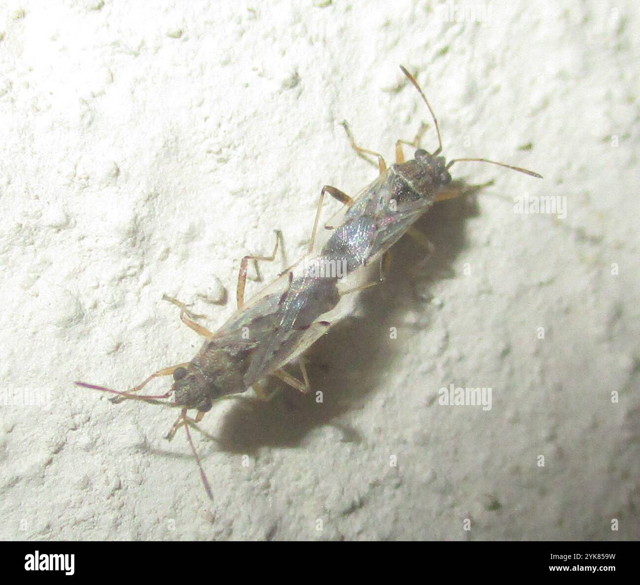 False chinch bugs (Nysius Stock Photo - Alamy