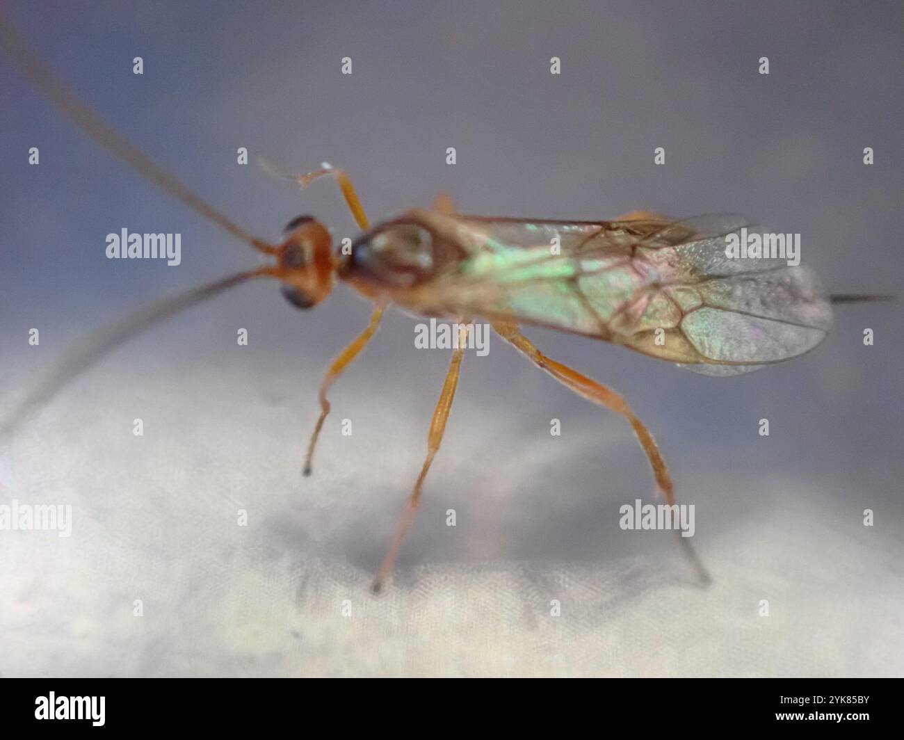 Meteorus hi-res stock photography and images - Alamy