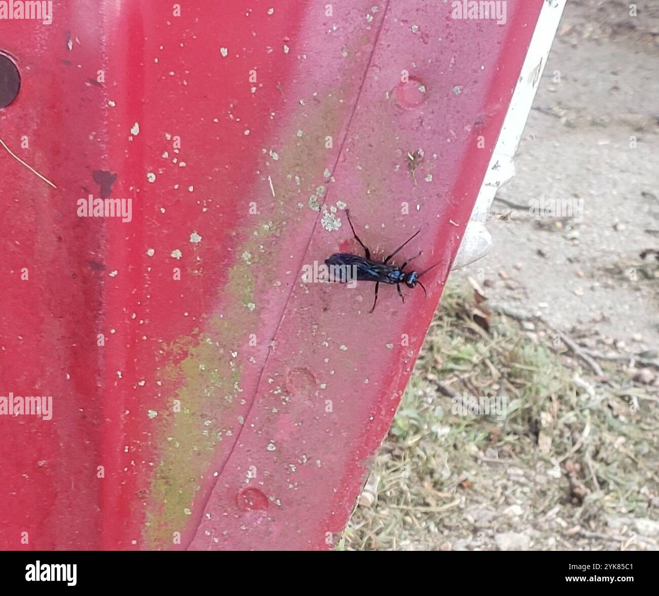 Nearctic Blue Mud-dauber Wasp (Chalybion californicum Stock Photo - Alamy
