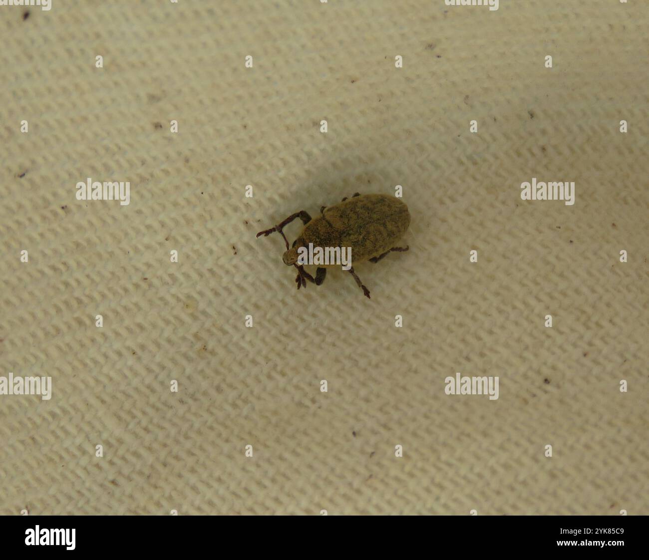 Lesser Knapweed Flower Weevil (Larinus minutus Stock Photo - Alamy