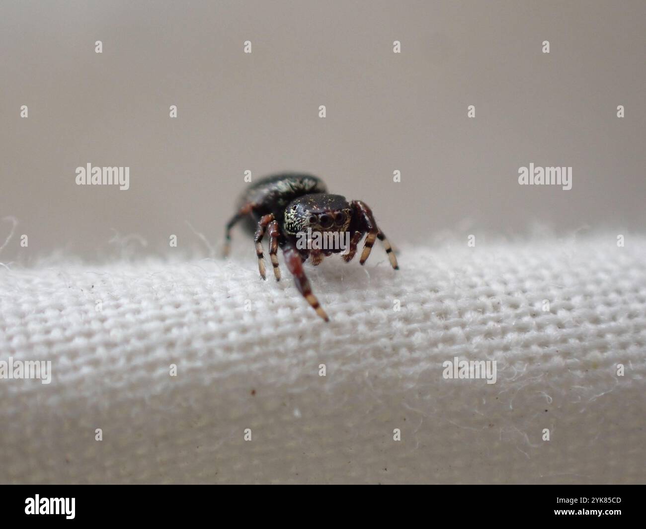 Leaf-beetle Jumping Spiders (Sassacus Stock Photo - Alamy