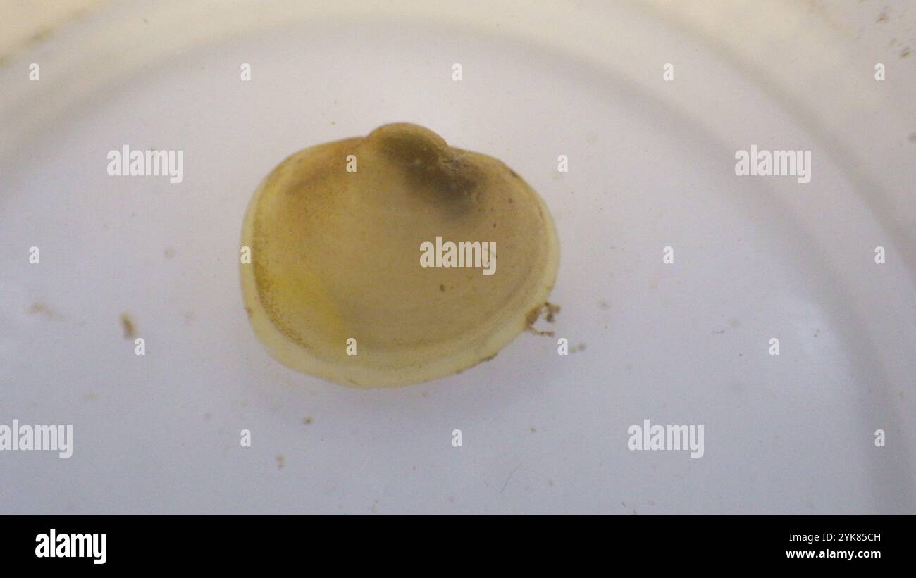 Swamp Fingernailclam (Musculium partumeium Stock Photo - Alamy