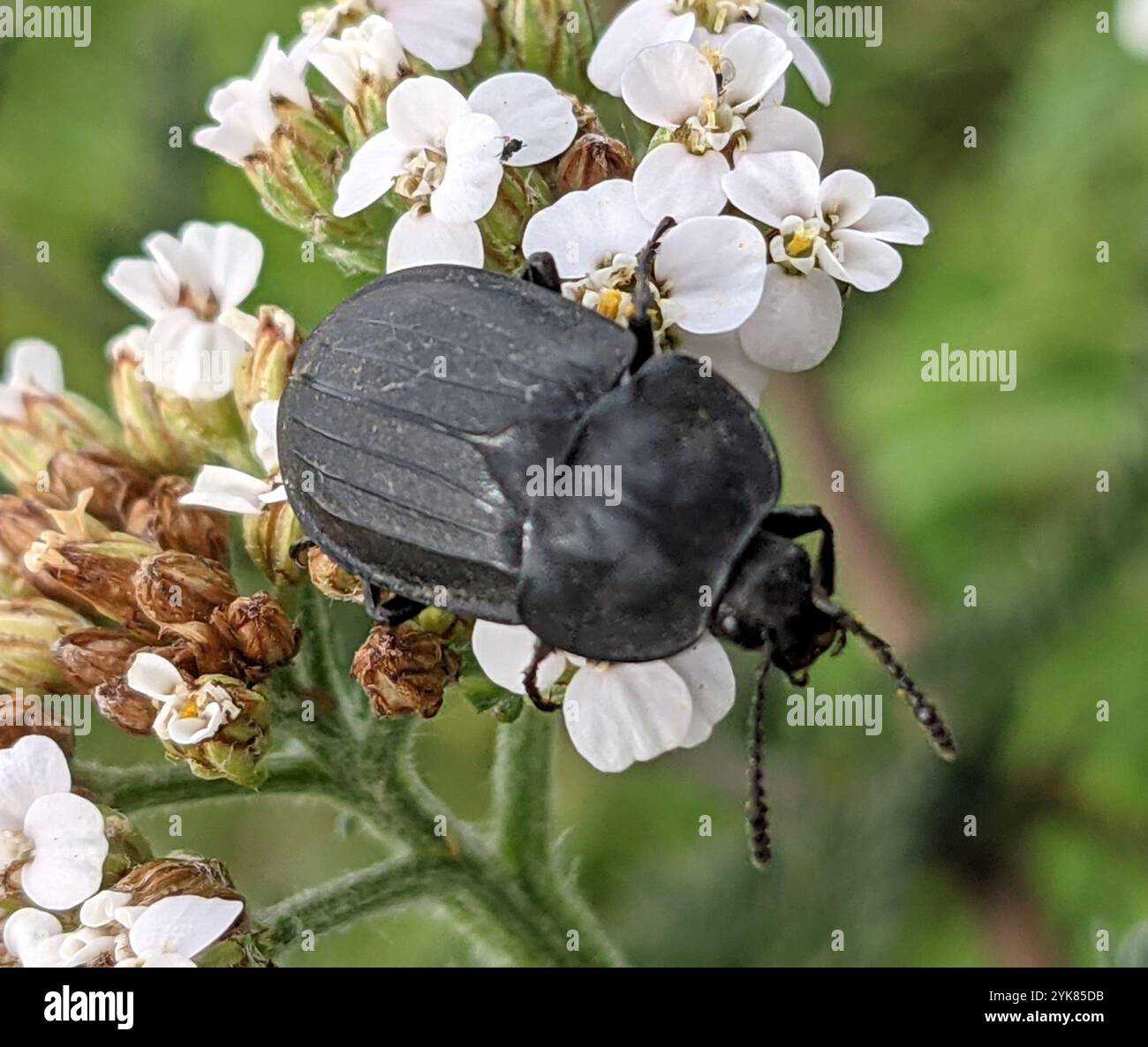 Silpha tristis hi-res stock photography and images - Alamy