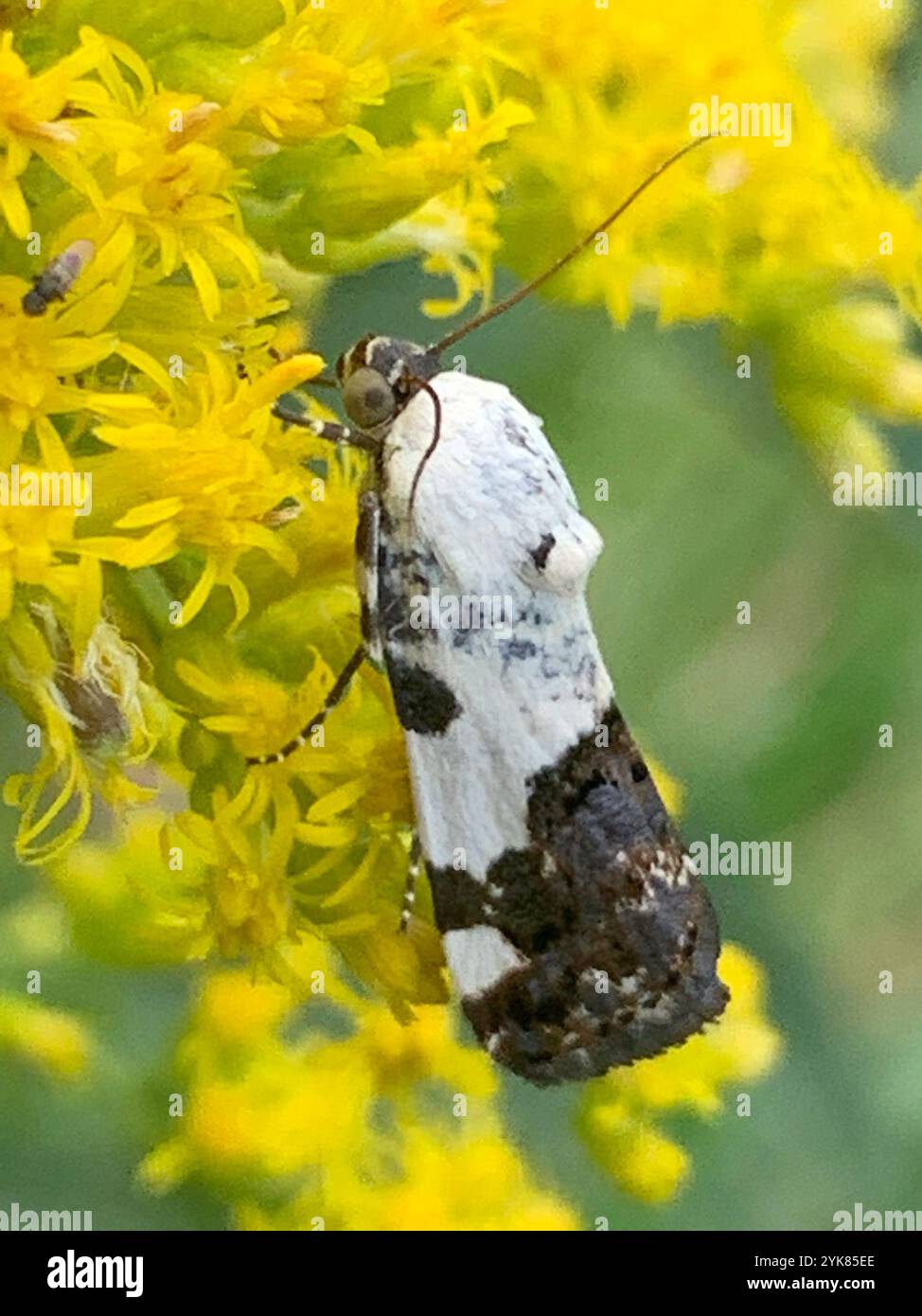 Exposed Bird Dropping Moth (Tarache aprica Stock Photo - Alamy