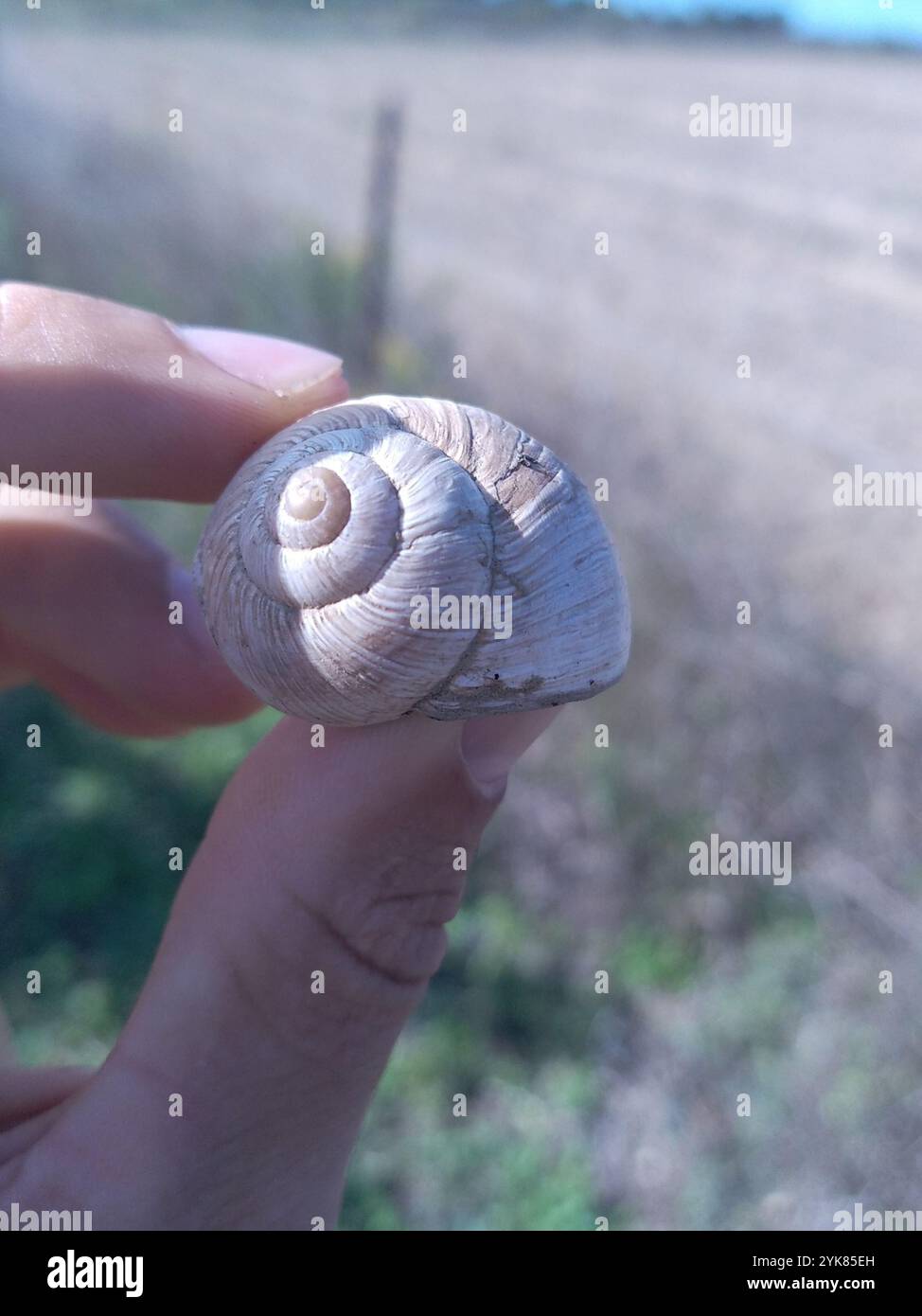 Brown-mouthed Helix (Helix melanostoma Stock Photo - Alamy