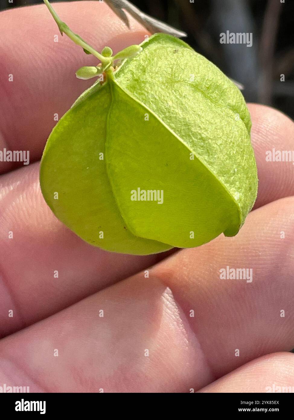 Lesser Balloon Vine (Cardiospermum halicacabum Stock Photo - Alamy